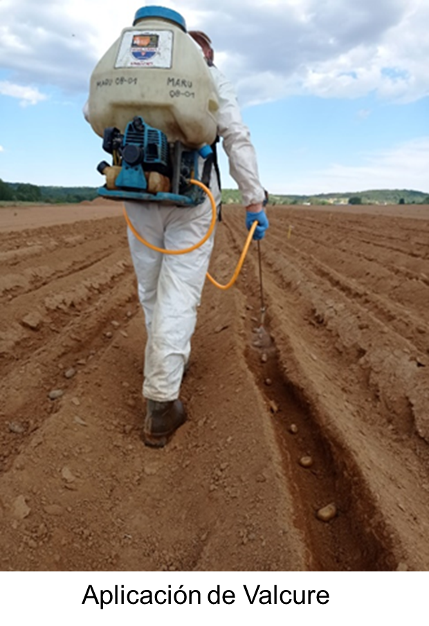 Valcure® en patatas contra Rhizoctonia – Certis Belchim