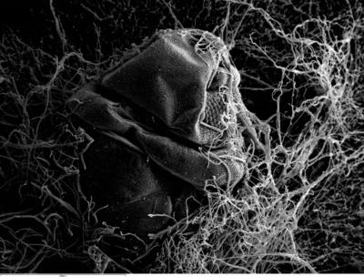 Beauveria bassiana: Todo lo que necesitas saber