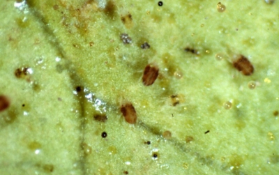 Tetranychus urticae: síntomas y control - Certis Belchim