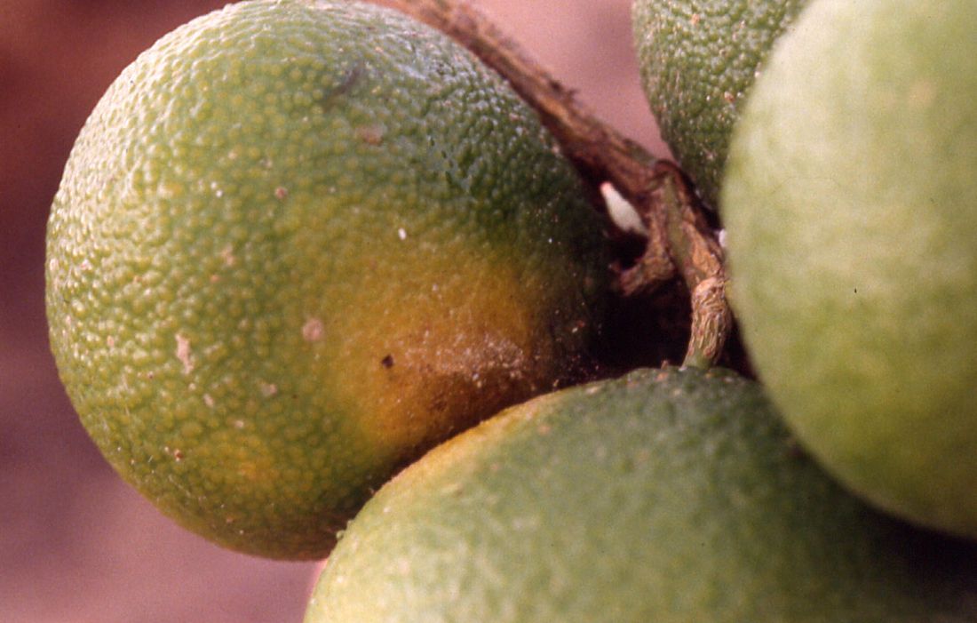 Tetranychus urticae: síntomas y control - Certis Belchim