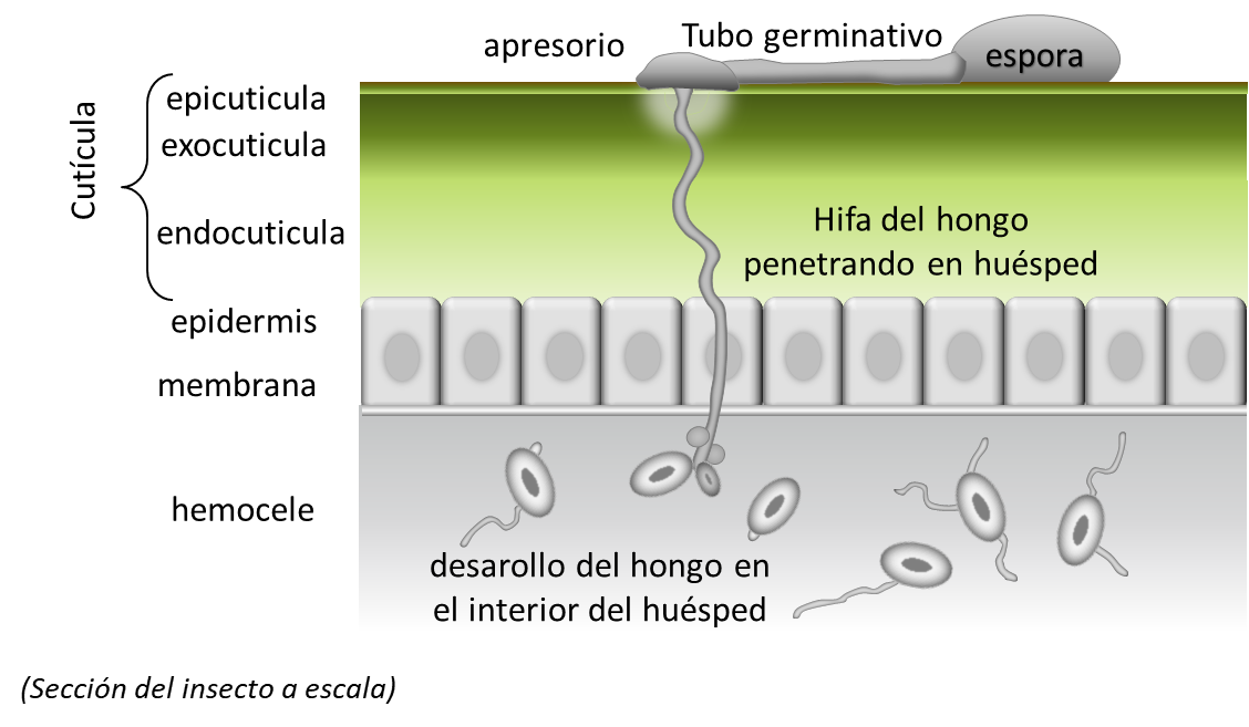 Beauveria bassiana: Todo lo que necesitas saber