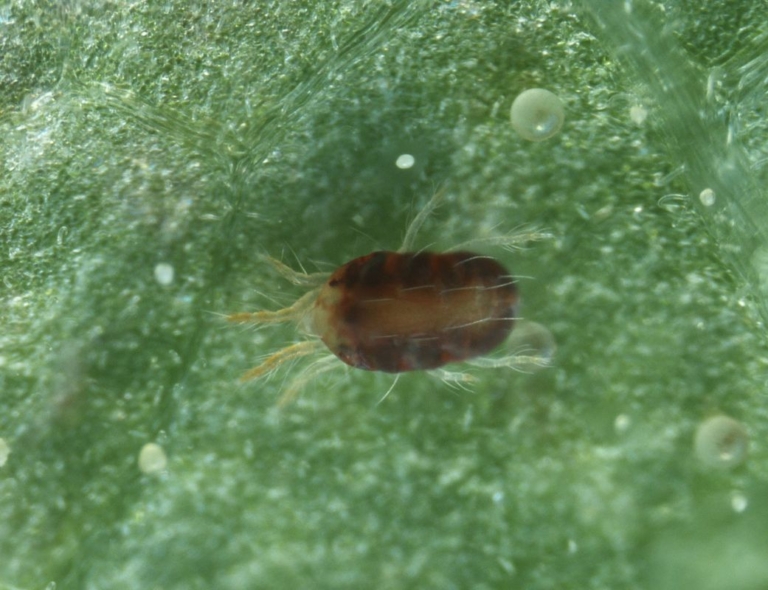 Tetranychus urticae: síntomas y control - Certis Belchim