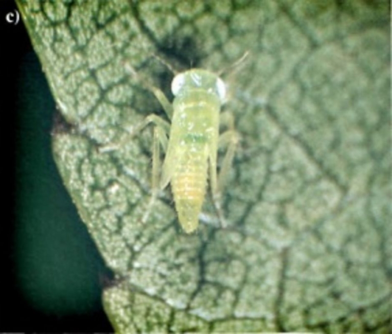 Síntomas y tratamientos para combatir el mosquito verde