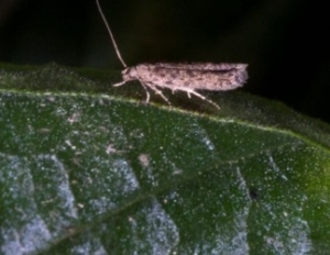 Cómo combatir la plaga Tuta absoluta en tomate - Certis Belchim