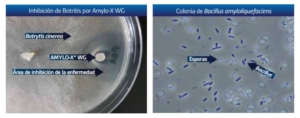 Amylo-X® WG, nuevo fungicida-bactericida de Certis
