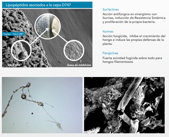 Valcure®, control de Rhizoctonia en patata desde la siembra