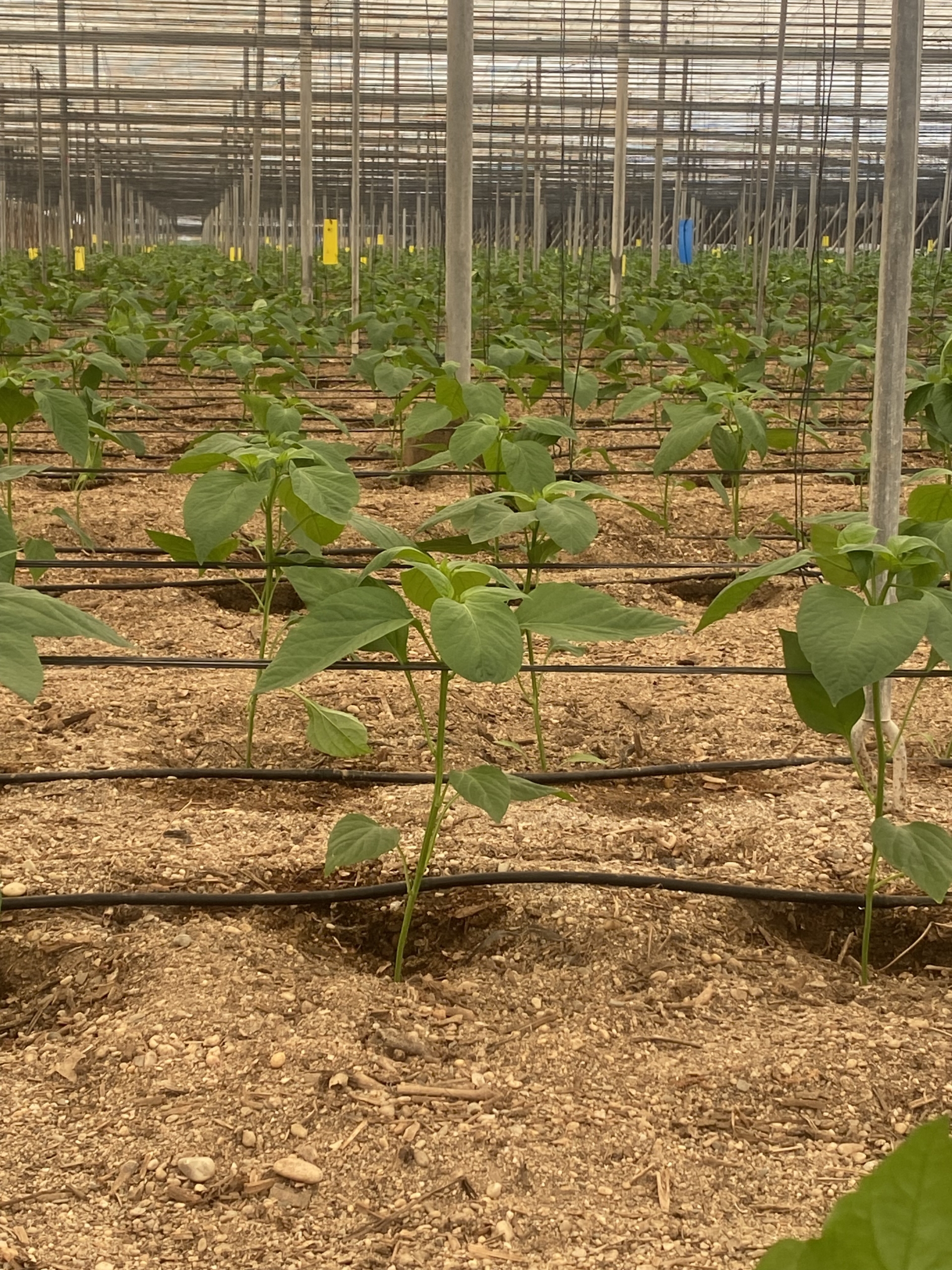 Proyecto Growing en pimiento: control de plagas y enfermedades